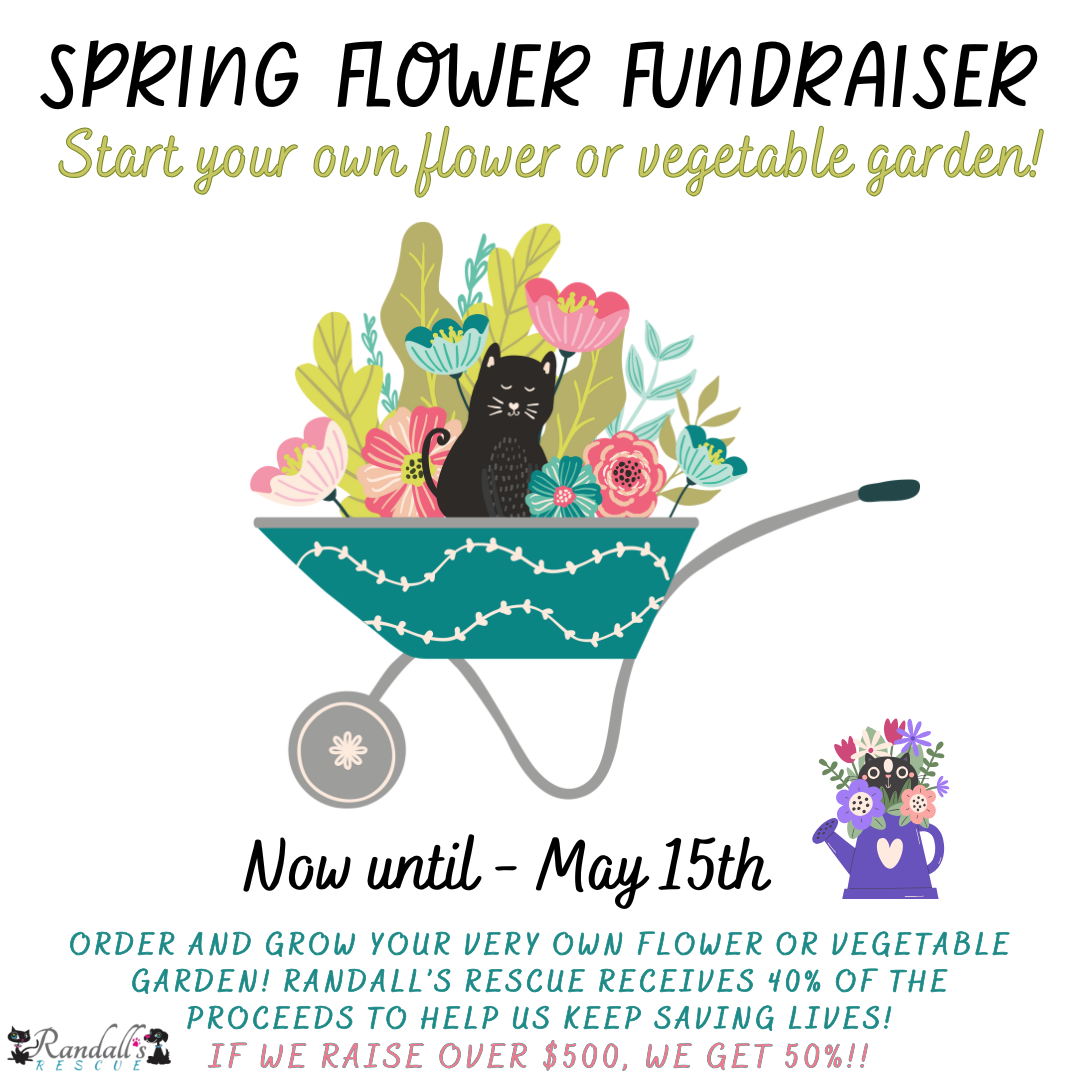 Fall Flower Fundraiser - Randall's Rescue