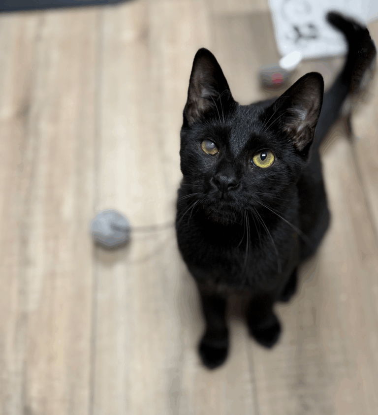 Bluto - Randall's Rescue